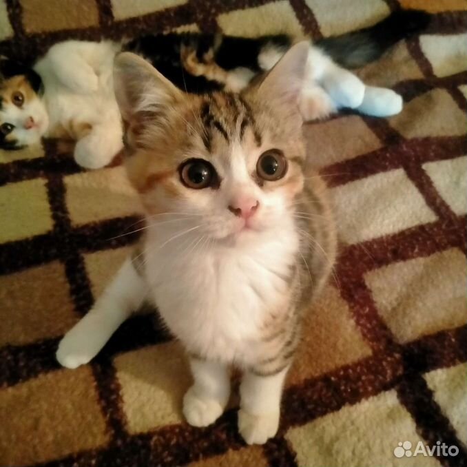 Кошки породистые бесплатно