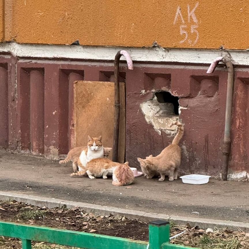 Кошки в добрые руки
