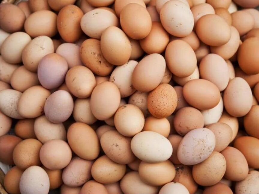 Курочки молодки несушки