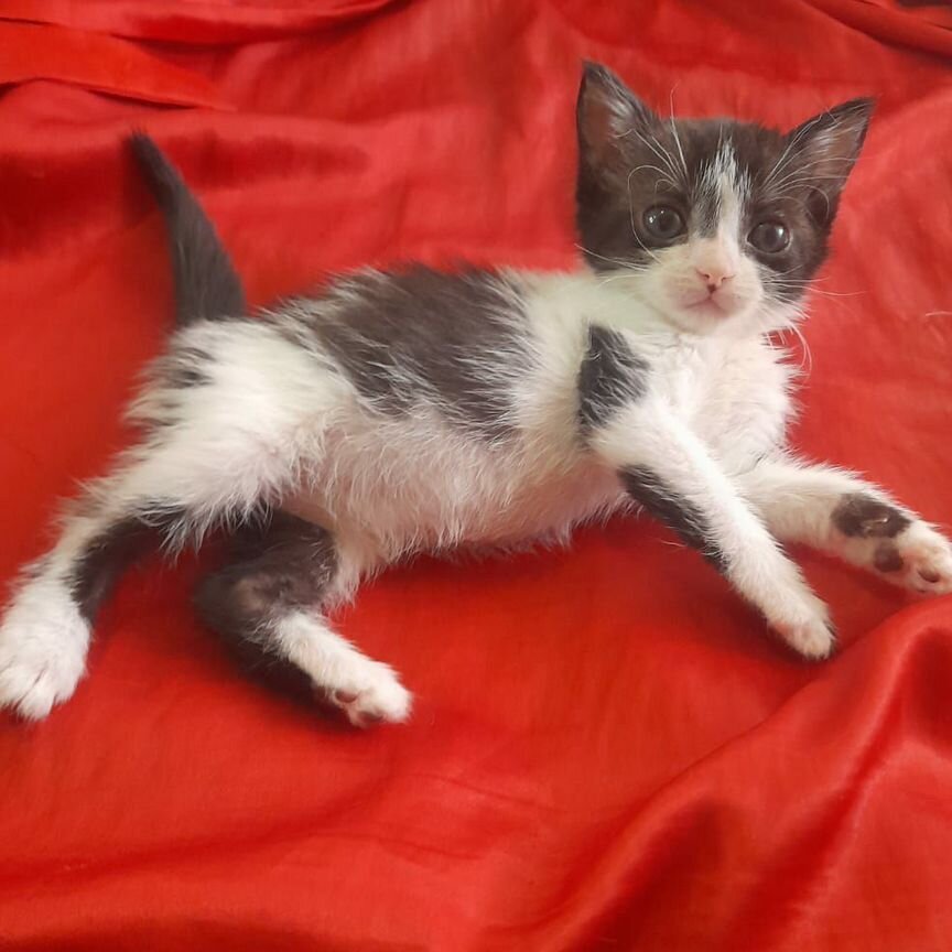 Котенок