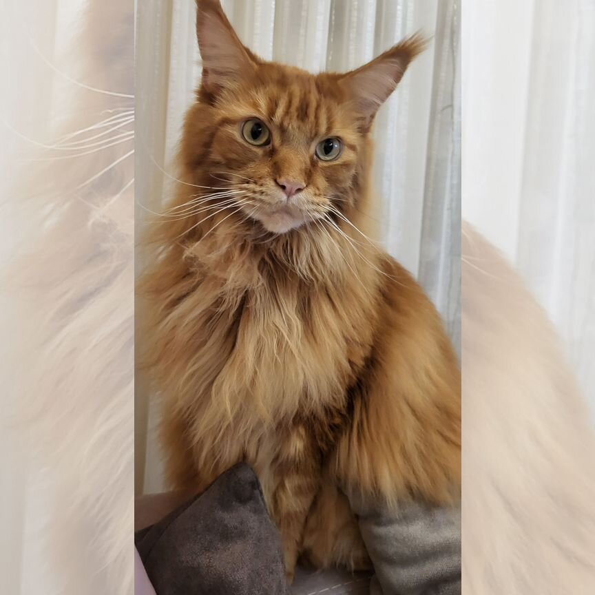 Мейн-кун, взрослый кот