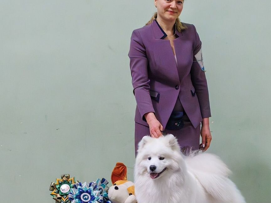 Щенки самоеда