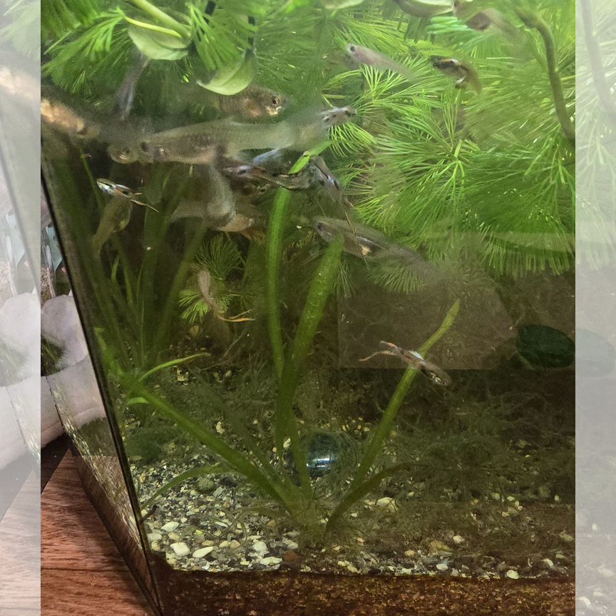 Гуппи, растения