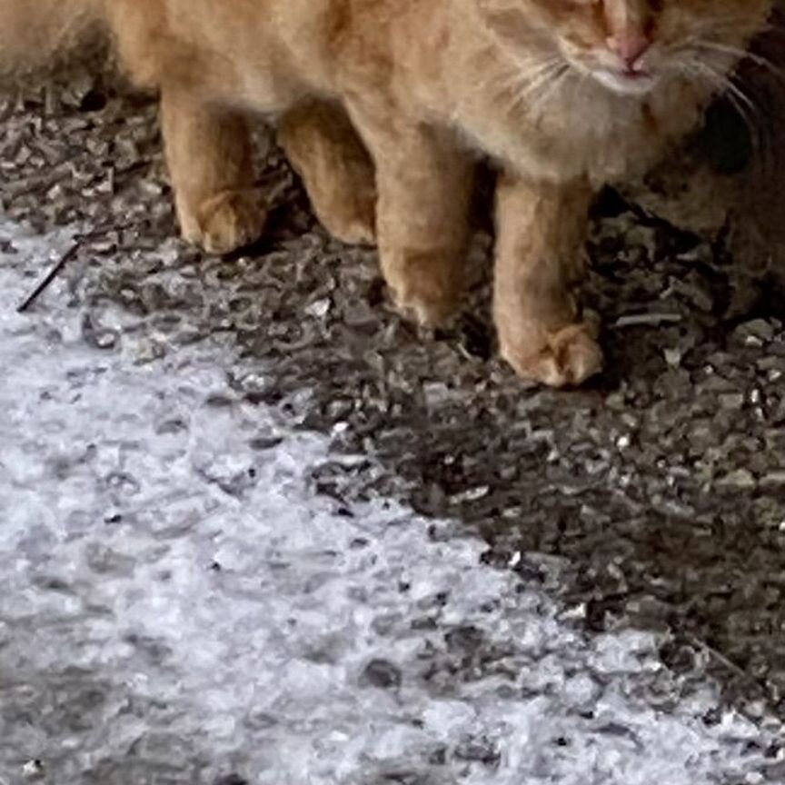 Кот
