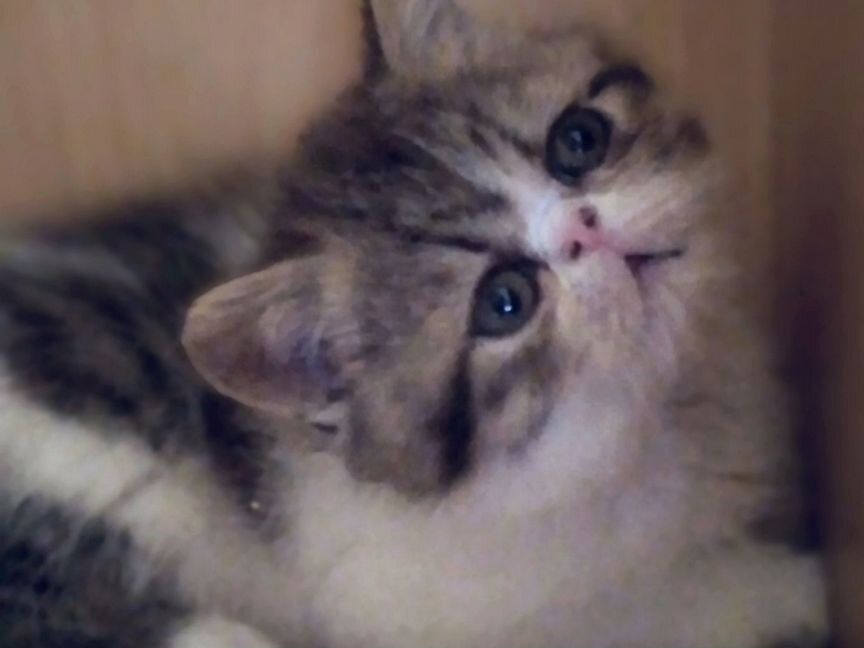 Экзотические котята