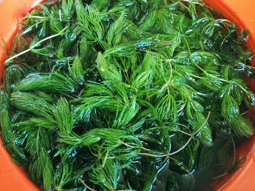 Роголистник прополка обмен на рыбок