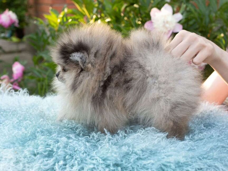 Мраморный мальчик с голубыми глазами без подпала