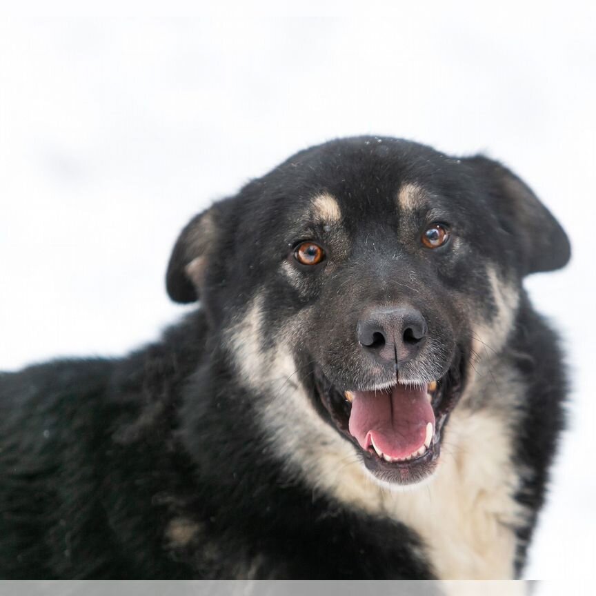 Взрослый пёс в добрые руки