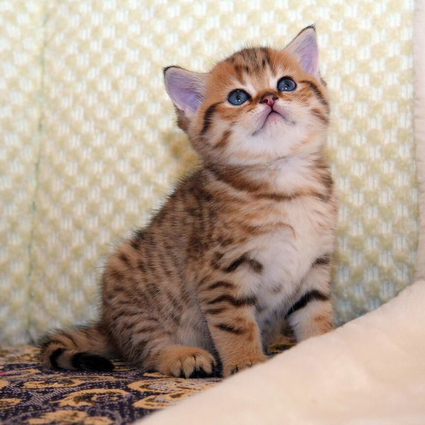 Британские котята