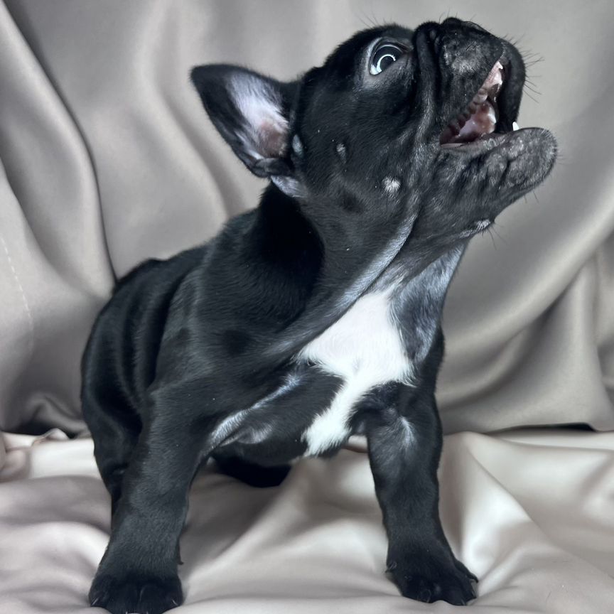 Французский бульдог, щенок