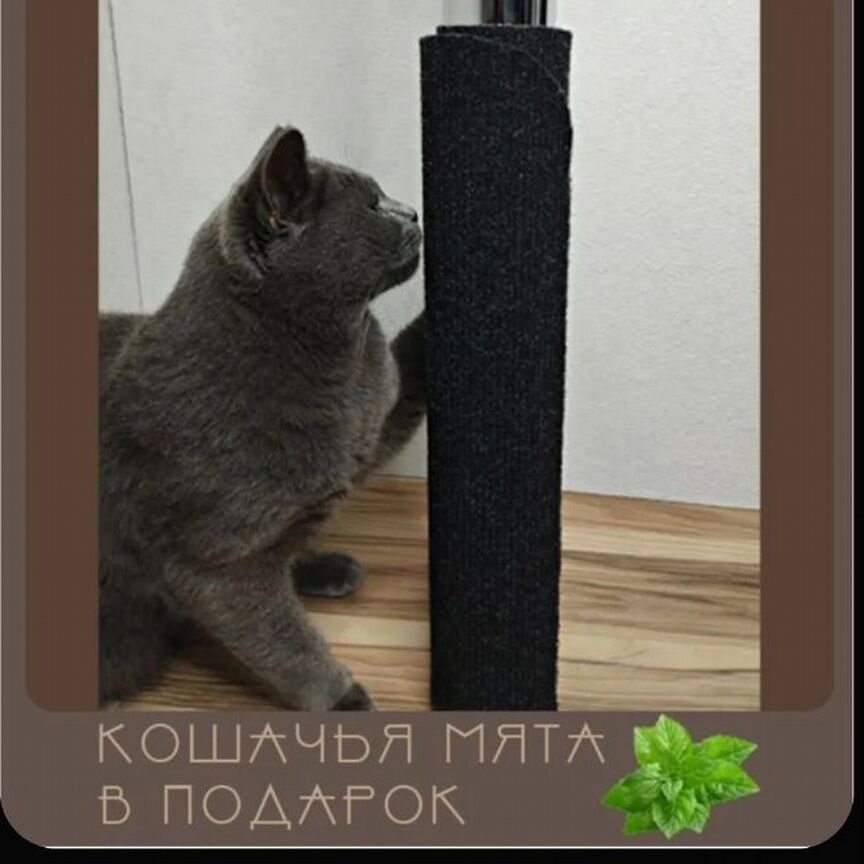 Когтеточка с мятой