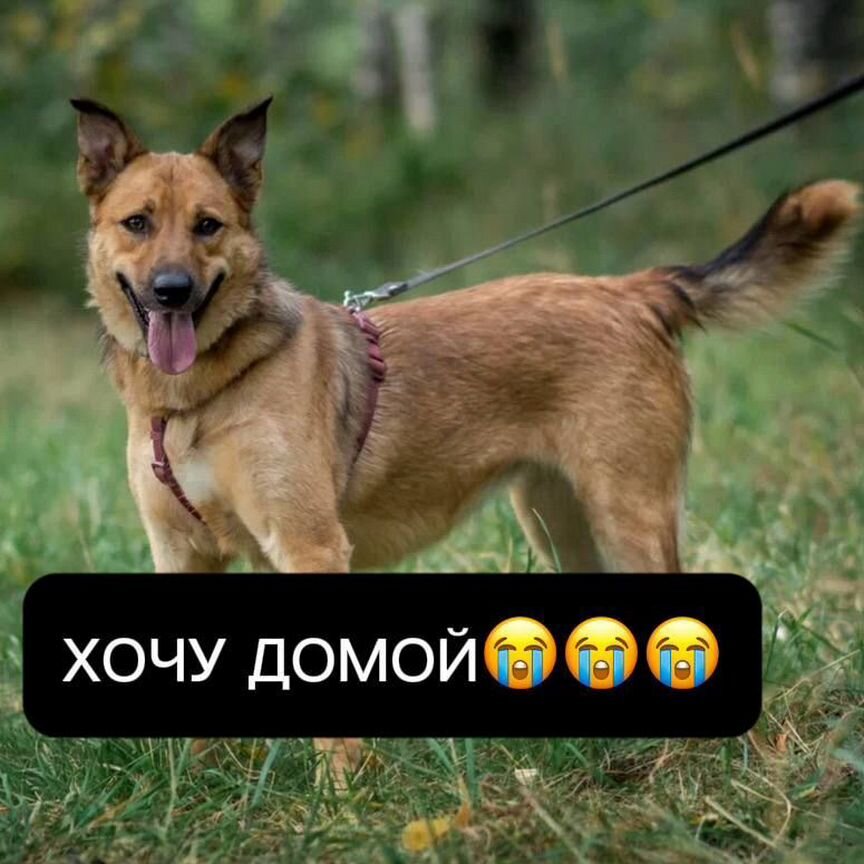 Взрослая собака в добрые руки