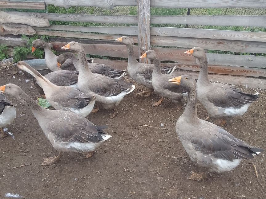 Гусята крупно серые