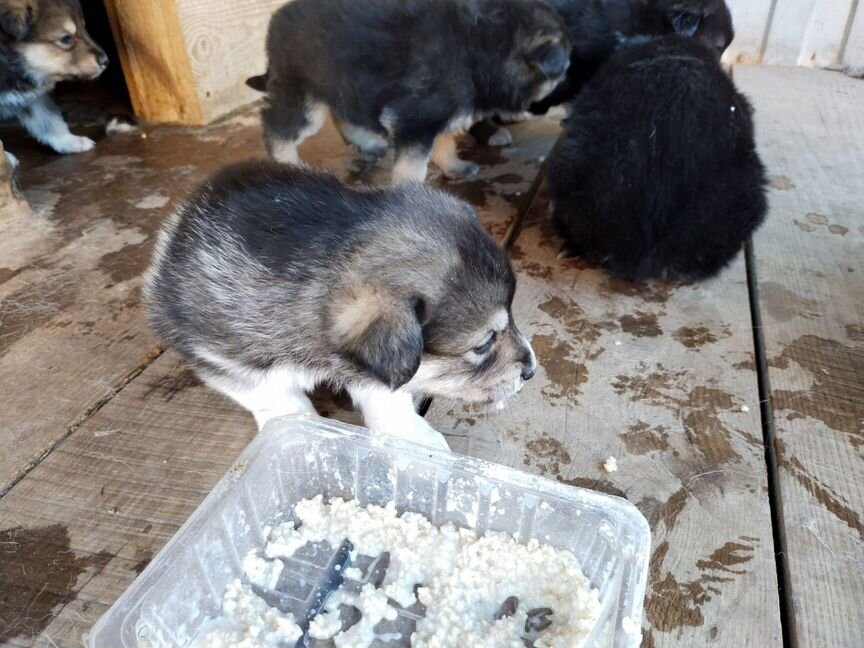 Щенята в хорошие руки, мама-хаски с овчаркой,1 мес