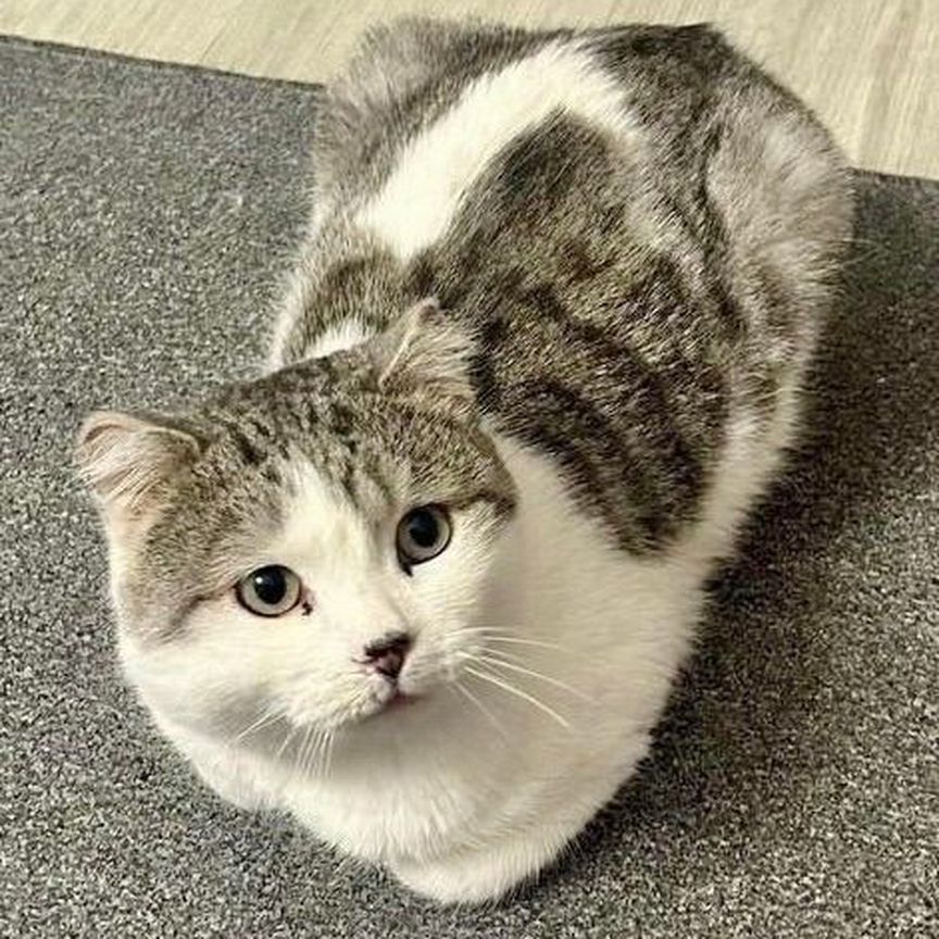 Британский короткошёрстный, взрослый кот