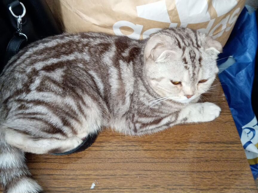 Шотландская вислоухая кошка