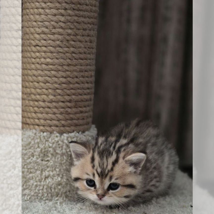 Британские котята мраморные
