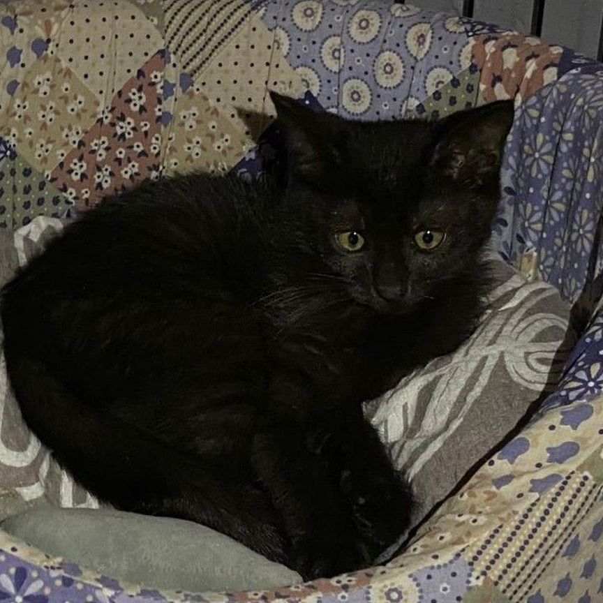 Черный котёнок Селена, 2 месяца В добрые руки