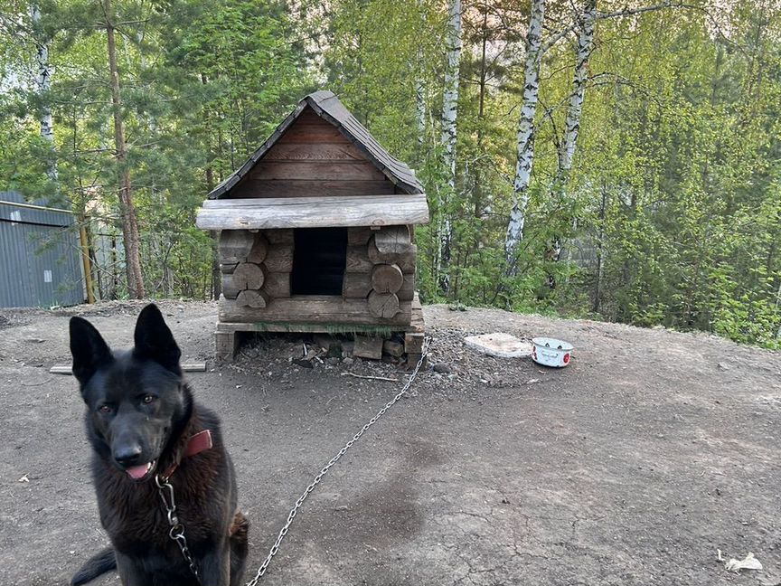 Овчарка с будкой
