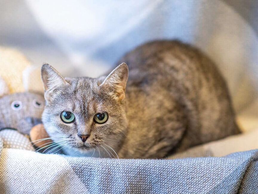 Пенелопа ищет дом