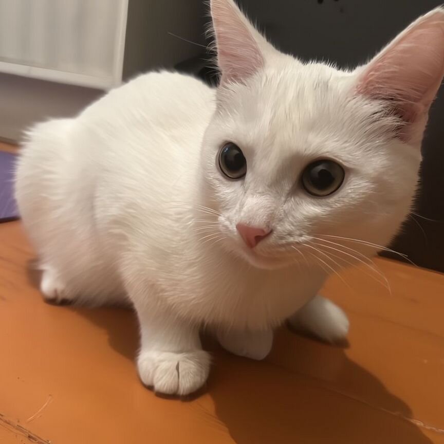 Кошка