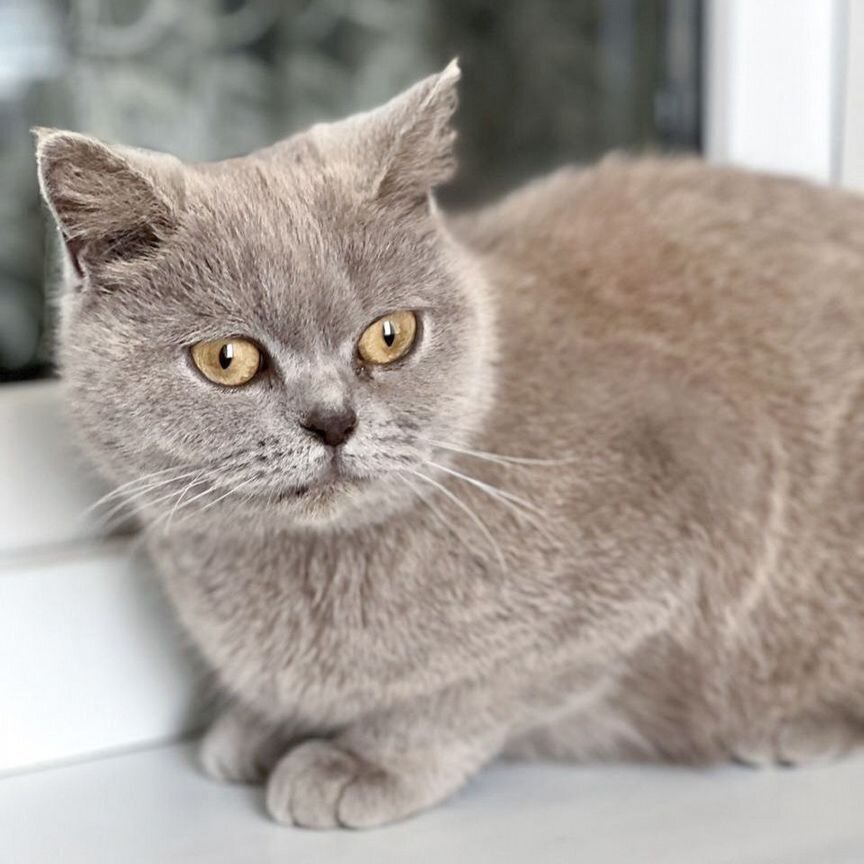 Британская прямоухая кошка