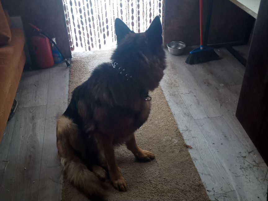 Чистокровный немец, кобель, вязка