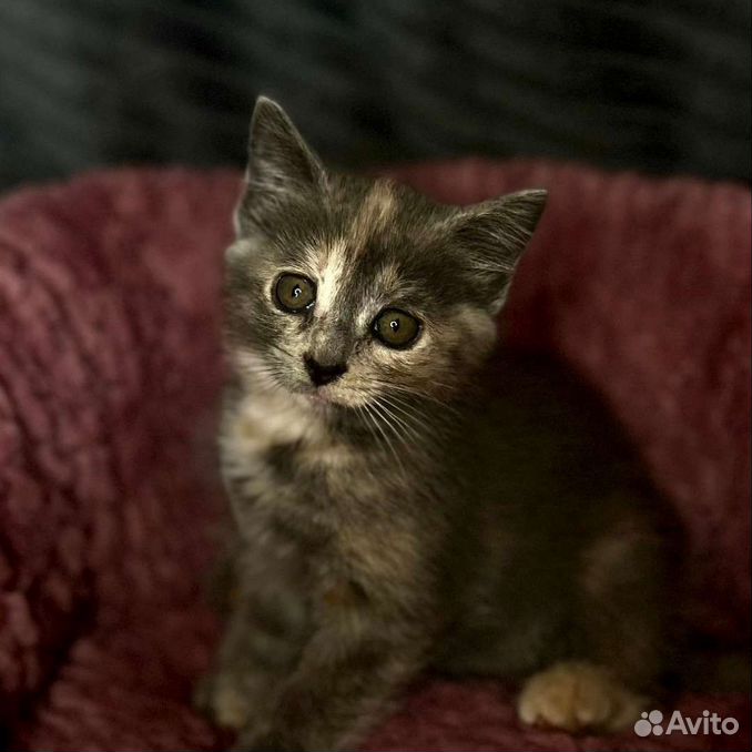 Серо-рыжая малышка ищет дом. Котенок
