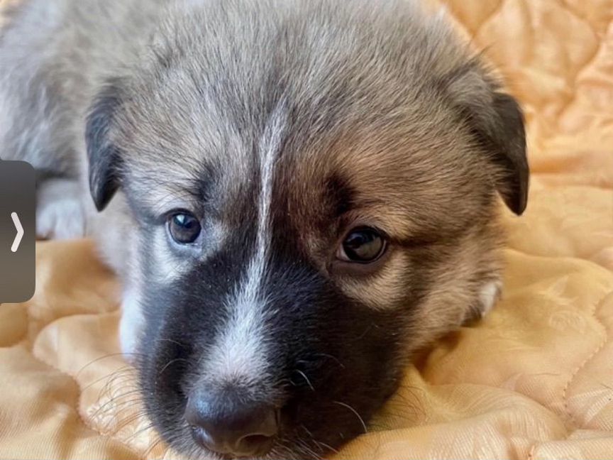 Пусть малышу найдутся самые лучшие мамы папы