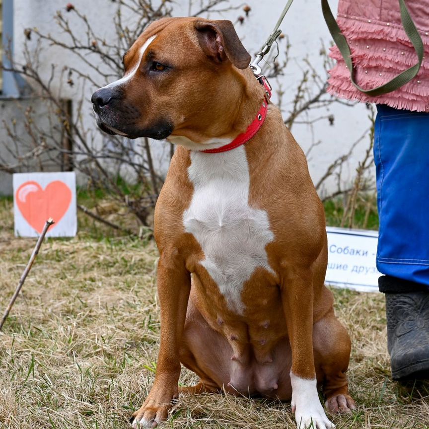 Американский стаффордширский терьер, взрослая собака