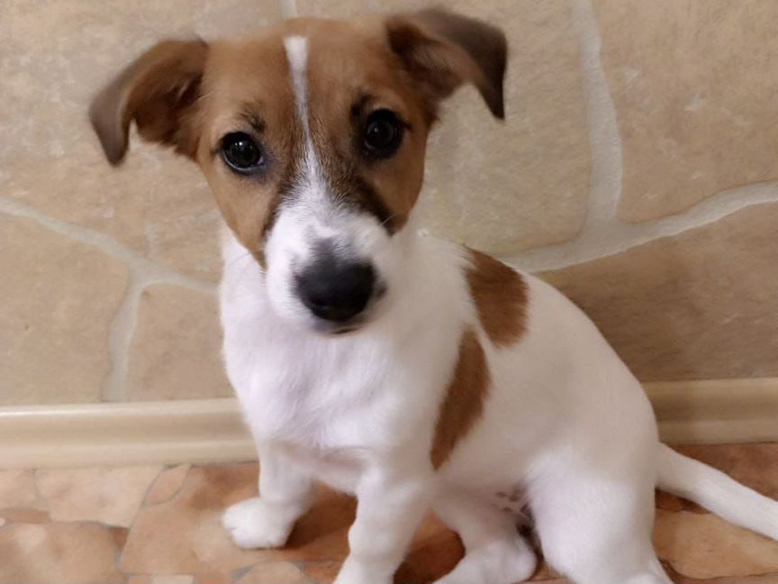 Щенки джек рассел терьер