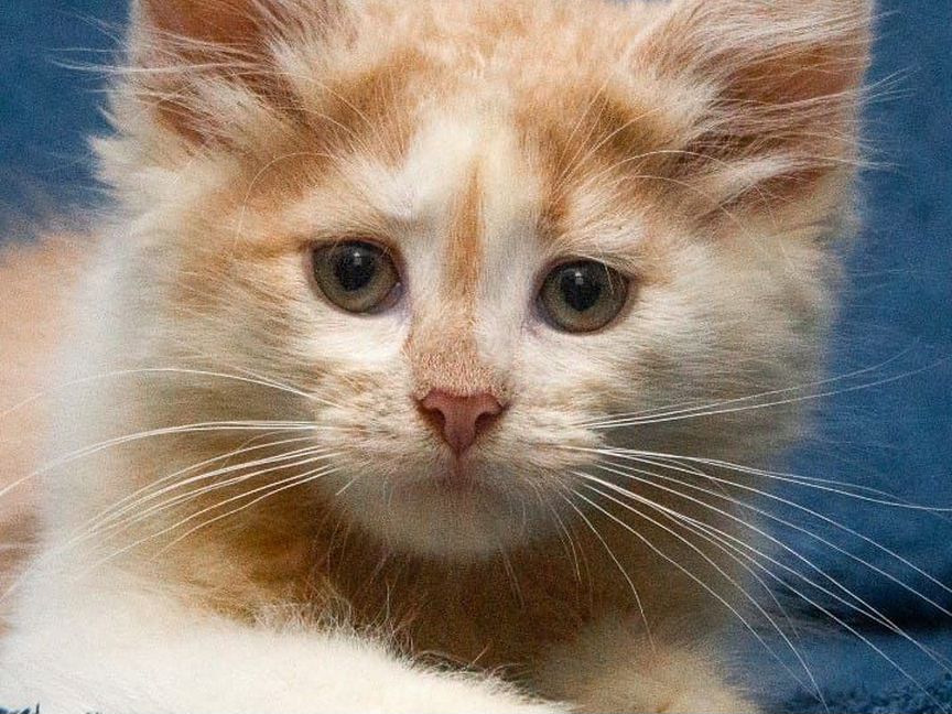 Лёвушка нежный принц Котёнок чудо 2мес