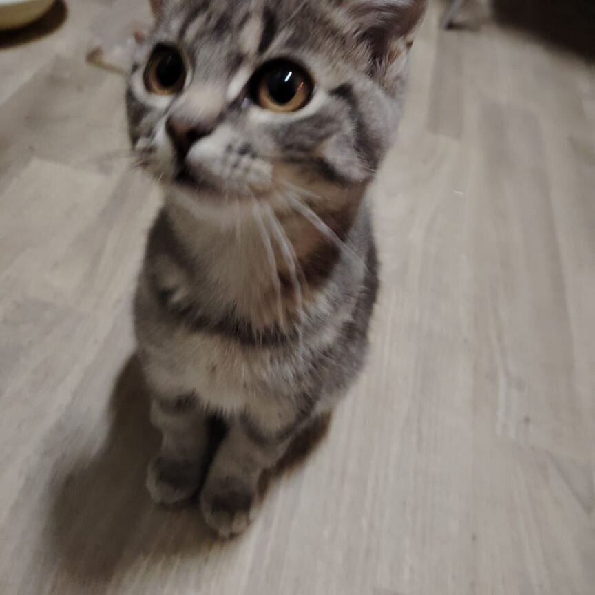 Котёнок девочка