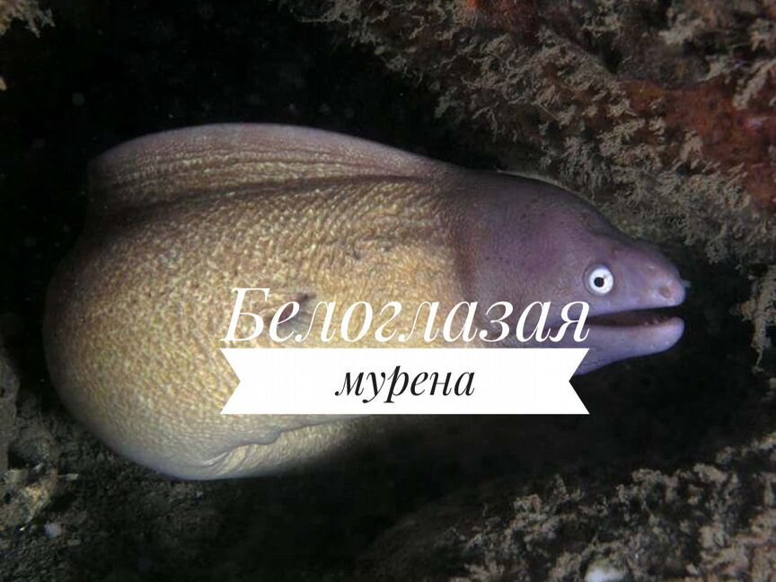Белоглазая мурена, S (морская рыбка в наличии)