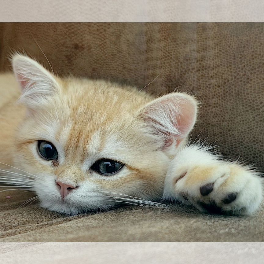 Британский короткошёрстный котёнок