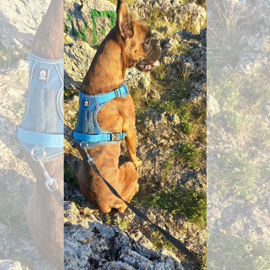 Отдам немецкого боксера