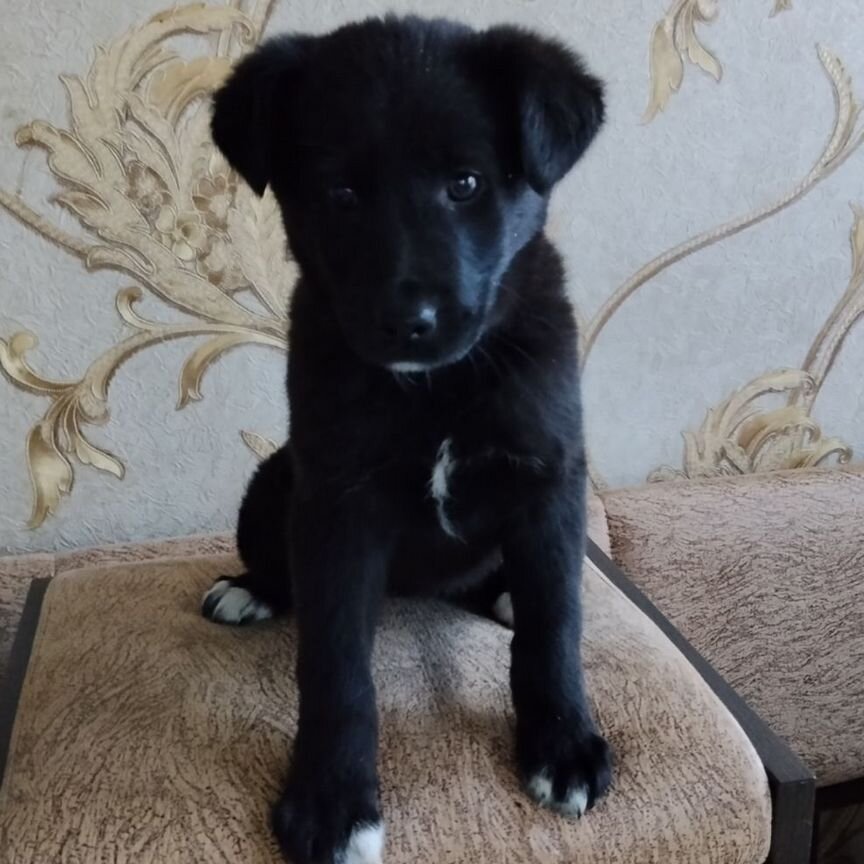 Щенок в добрые руки