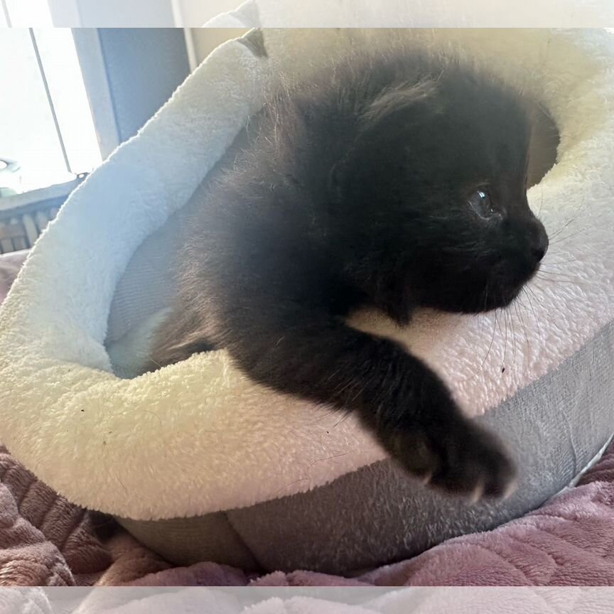 Котёнок в добрые руки