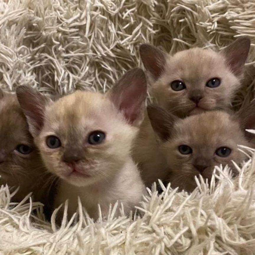 Бурманские котята
