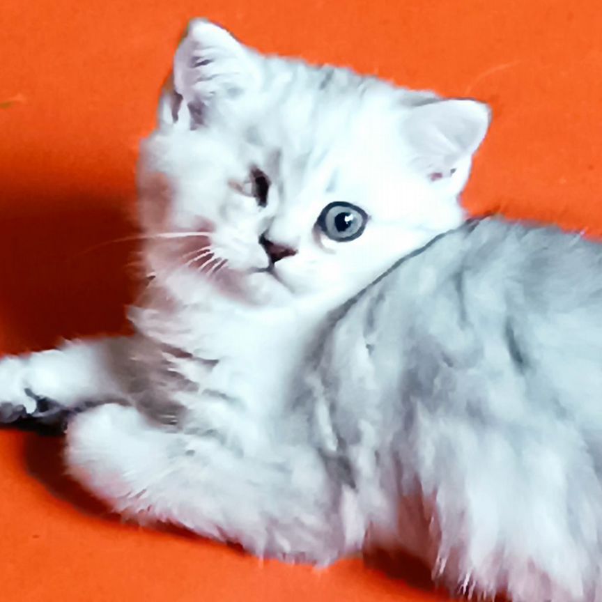 Шотландский котенок шиншиллы