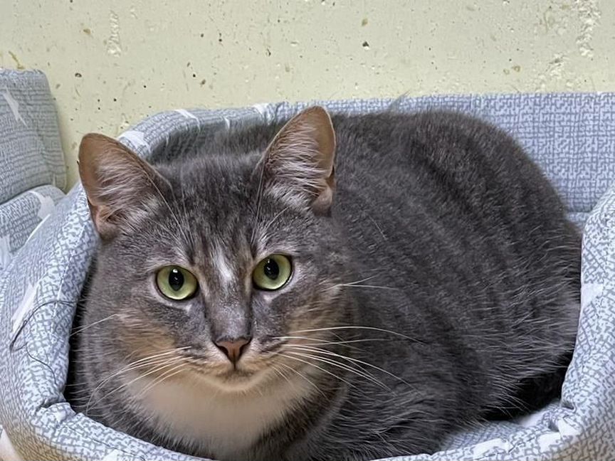 Кошечка Мышка