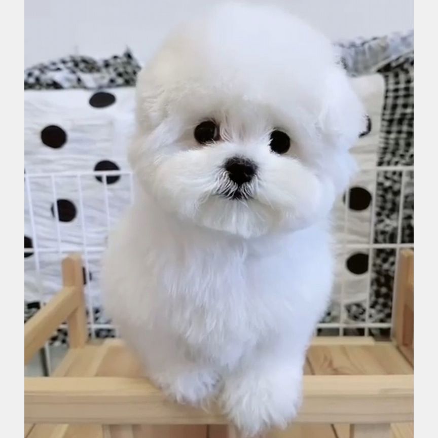 Мини Бишон Китай