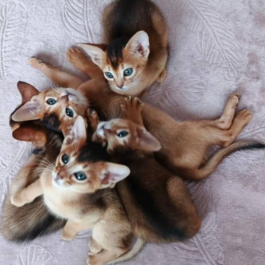 Абиссинские котята