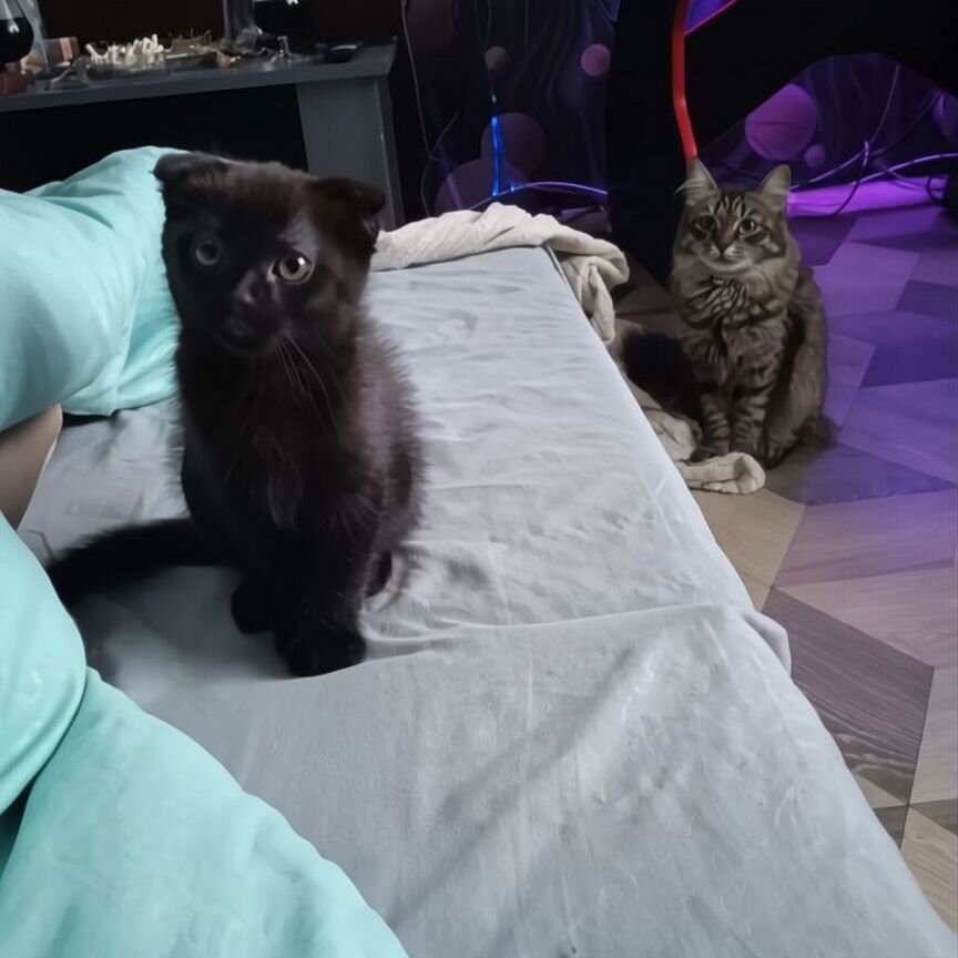 Шотландский вислоухий длинношёрстный котёнок