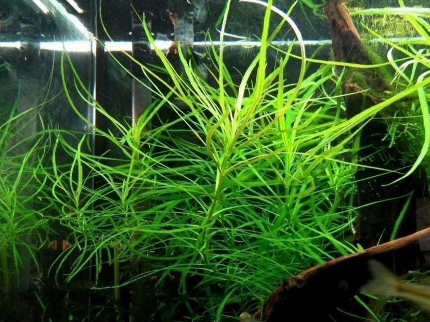 Прополка аквариума