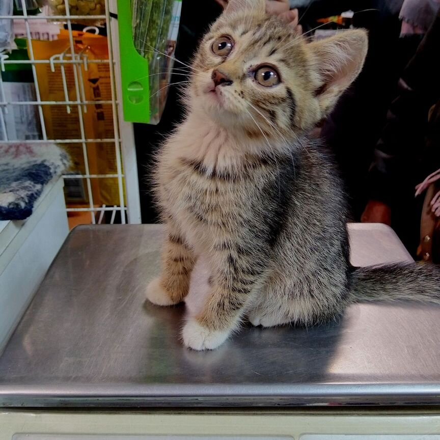 Котенок в добрые руки