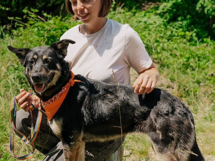 Собака Мишель в дар
