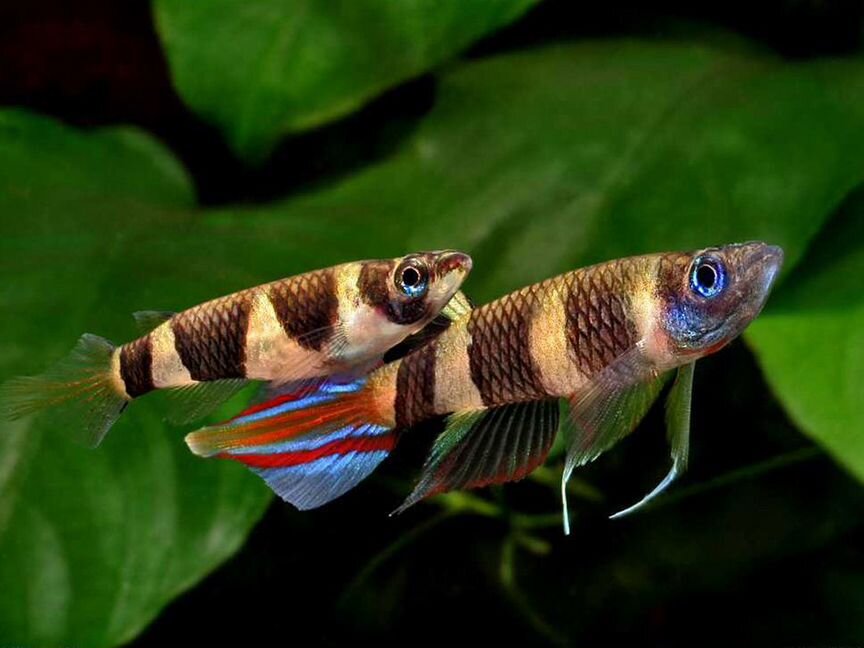 Факельный эпиплатис, щучка клоун