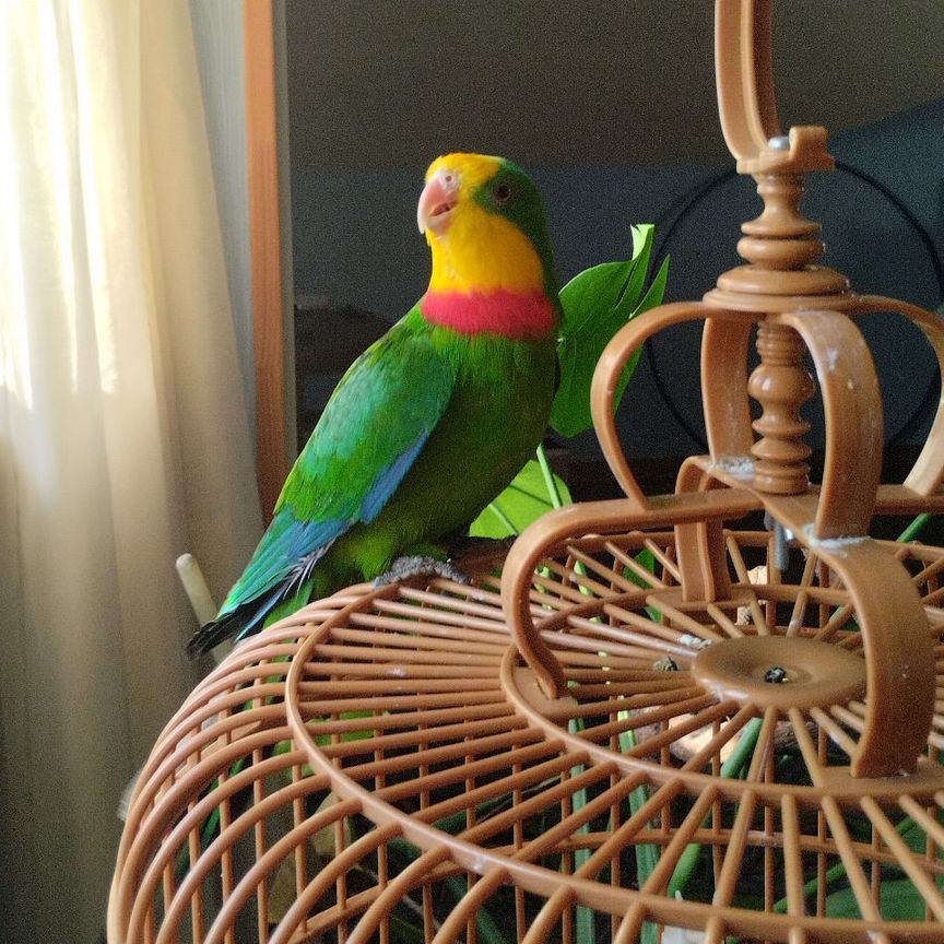 Барабантовый попугай