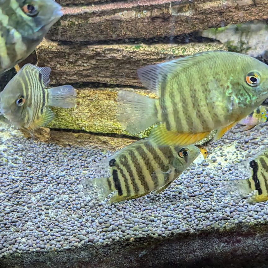 Аквариумные рыбы